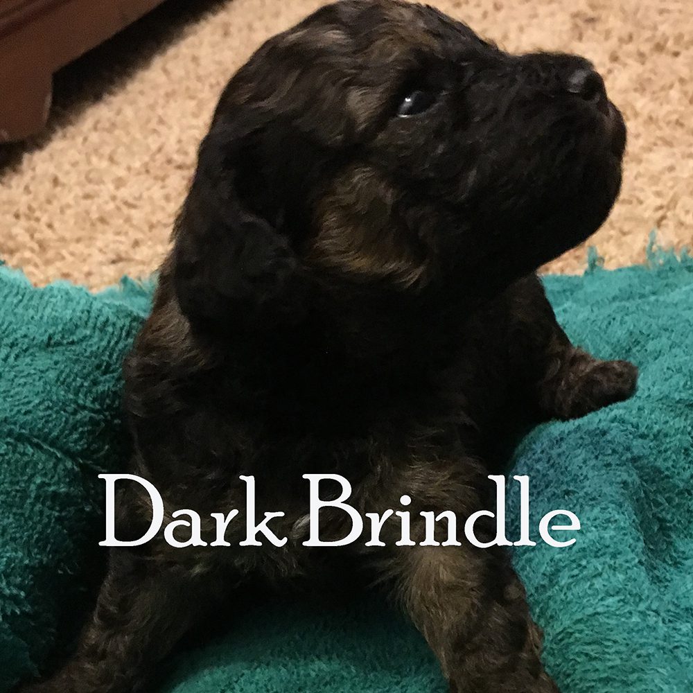 Toy-Poodles-P-6-16 | Goldendoodle Puppies | Raleigh, Triangle Area, & NC