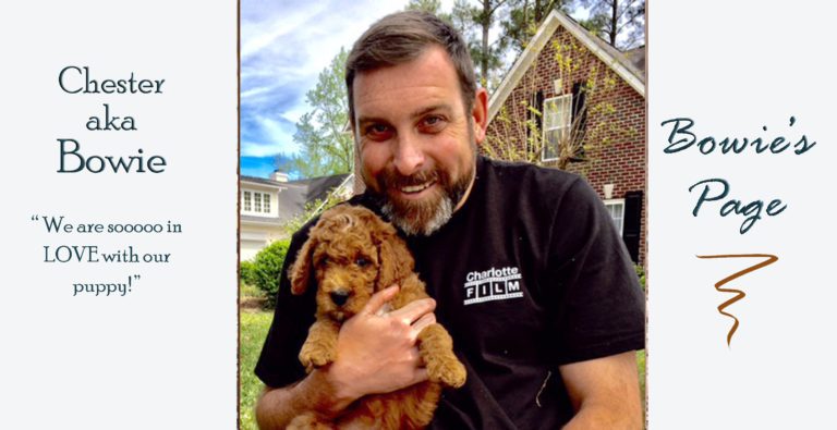 Chester-aka-Bowie-Lu-9-2017 | Goldendoodle Puppies | Raleigh, Triangle ...