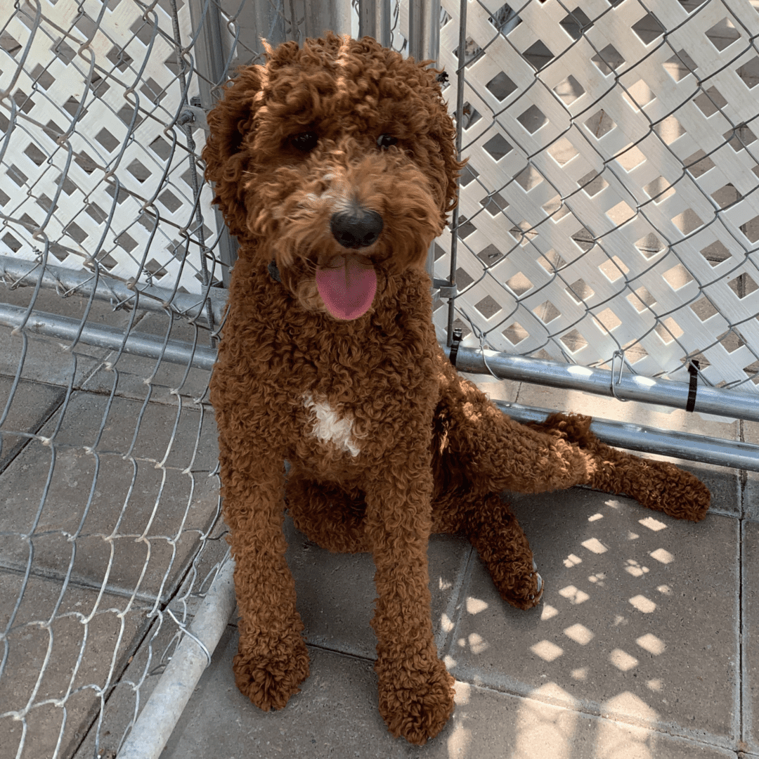 Medium Goldendoodles | Medium Goldendoodle Puppies | Raleigh, Triangle ...
